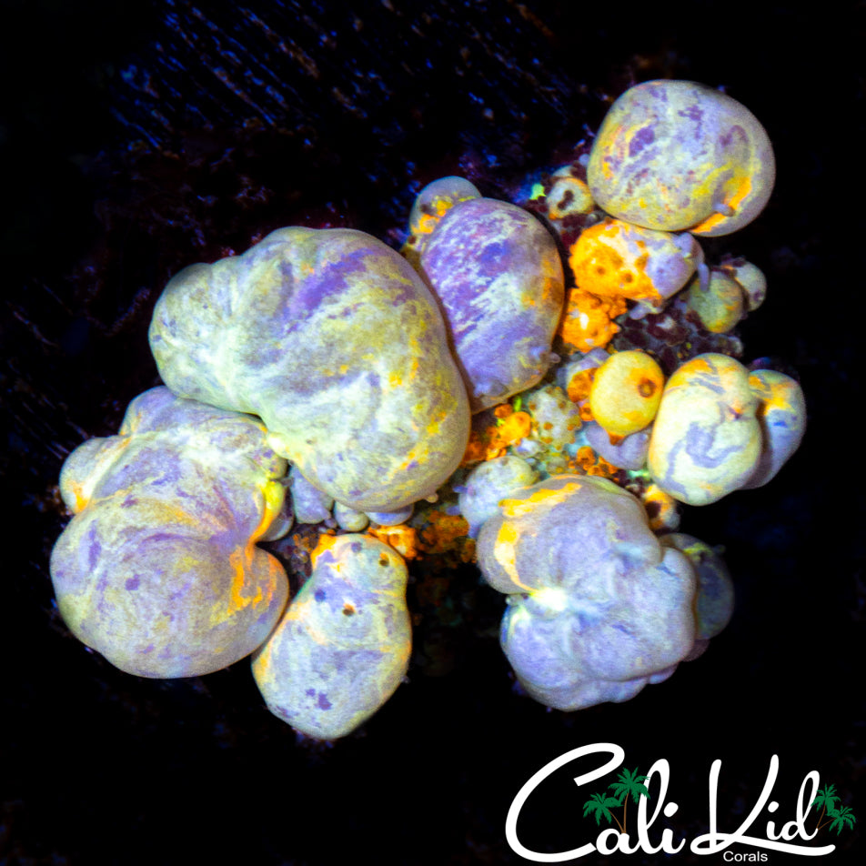 Huge Bubble Power Ball Bounce Shroom