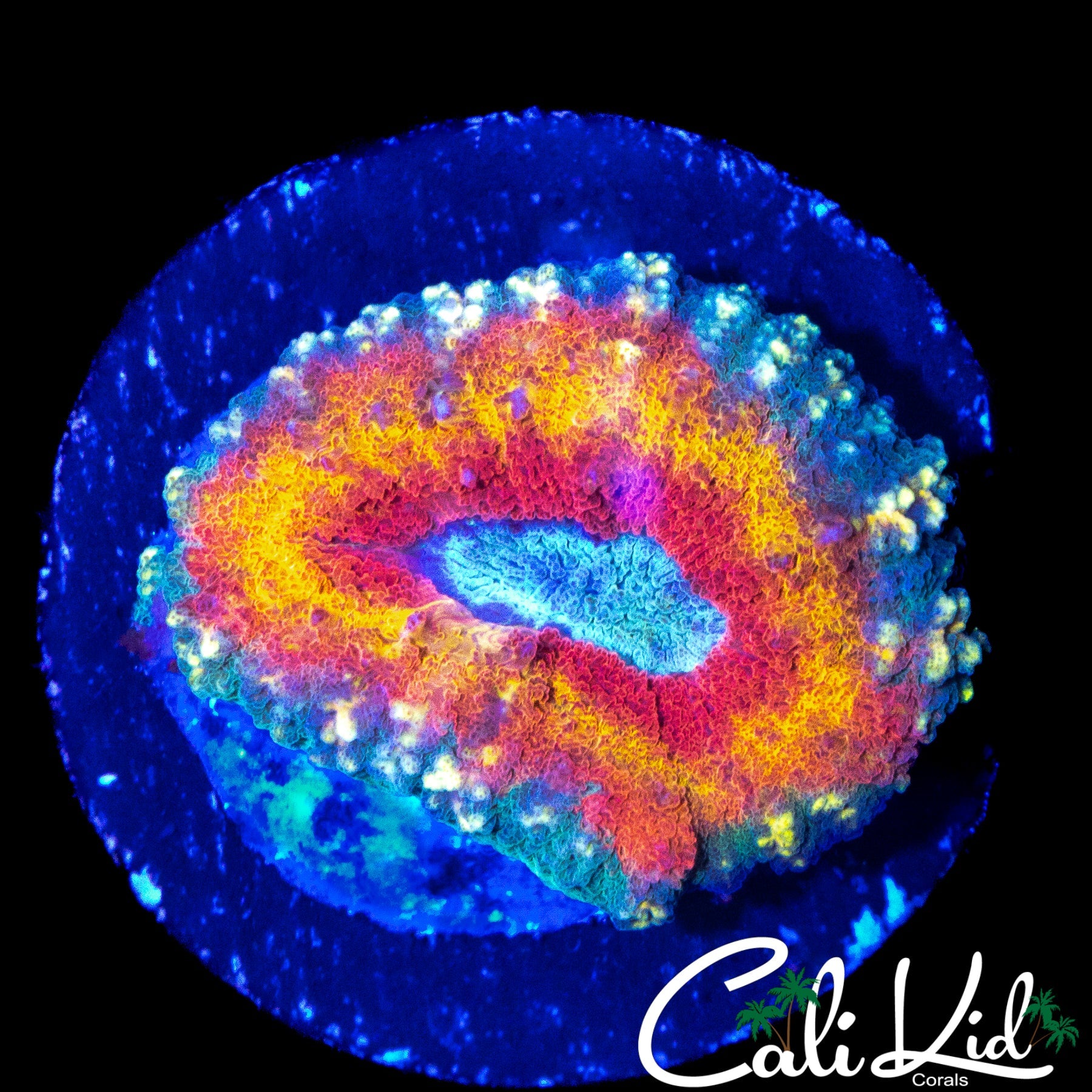 RAINBOW RING MINI LOBO