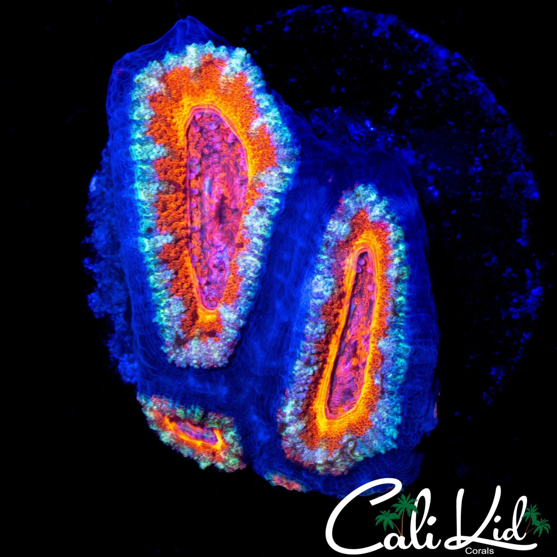 FIRE RING ACAN TRIPLE