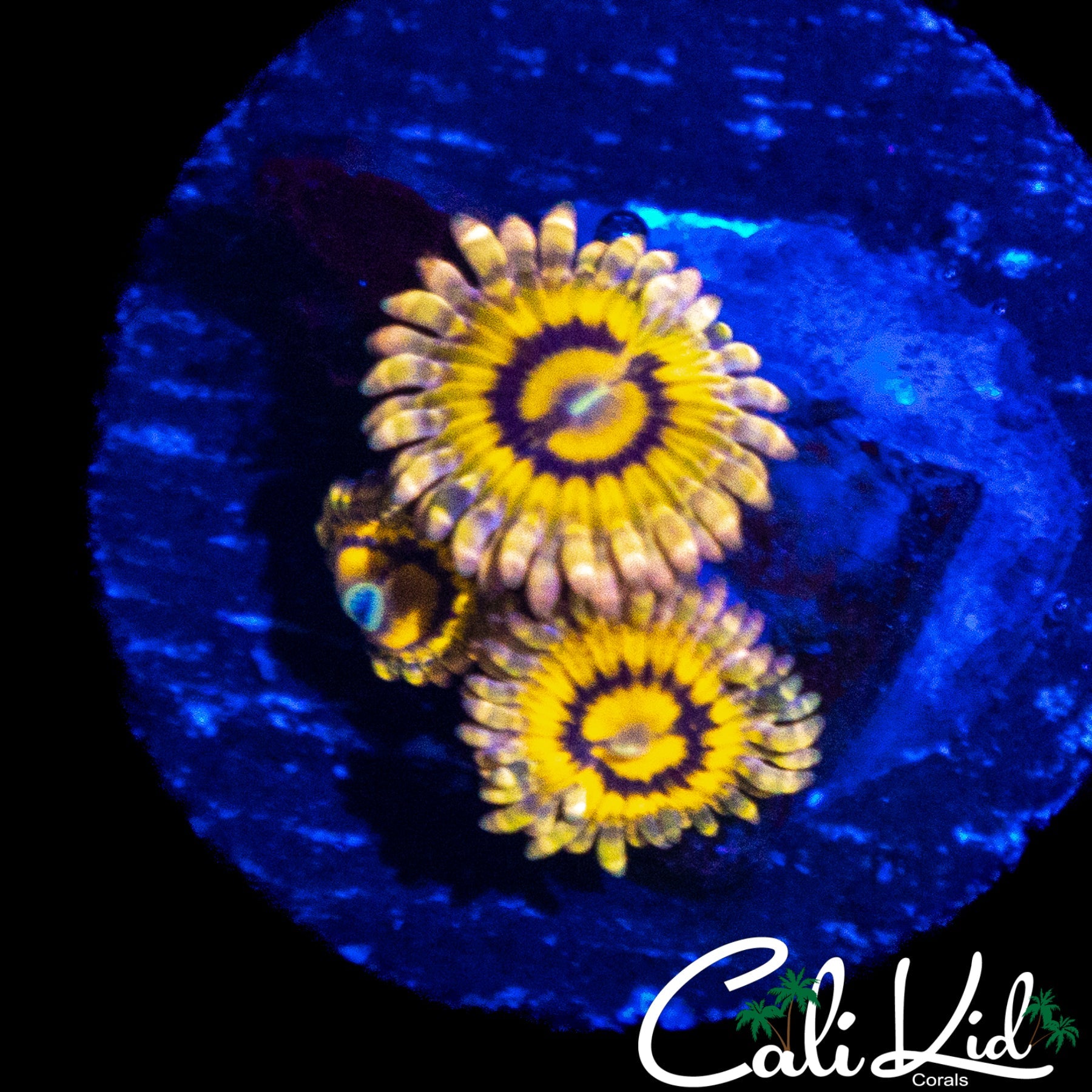 STRATOCASTER TYPE ZOA TRIPLE