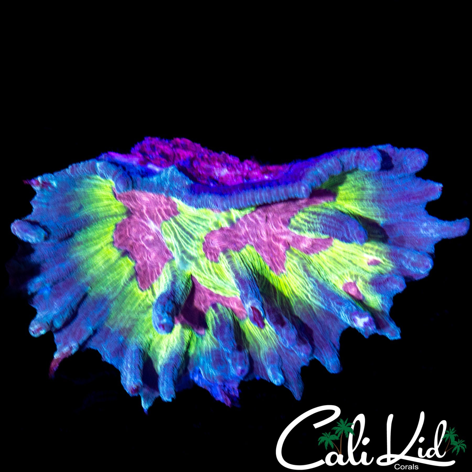 ULTRA RAINBOW PECTINIA COLONY