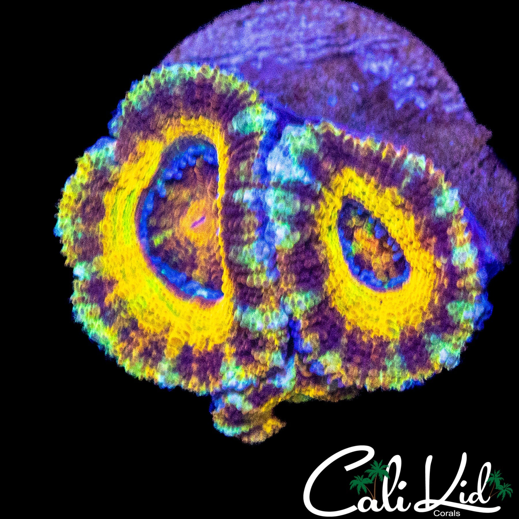 SUPER RARE RAINBOW ACAN TRIPLE (TRUE YELLOW)