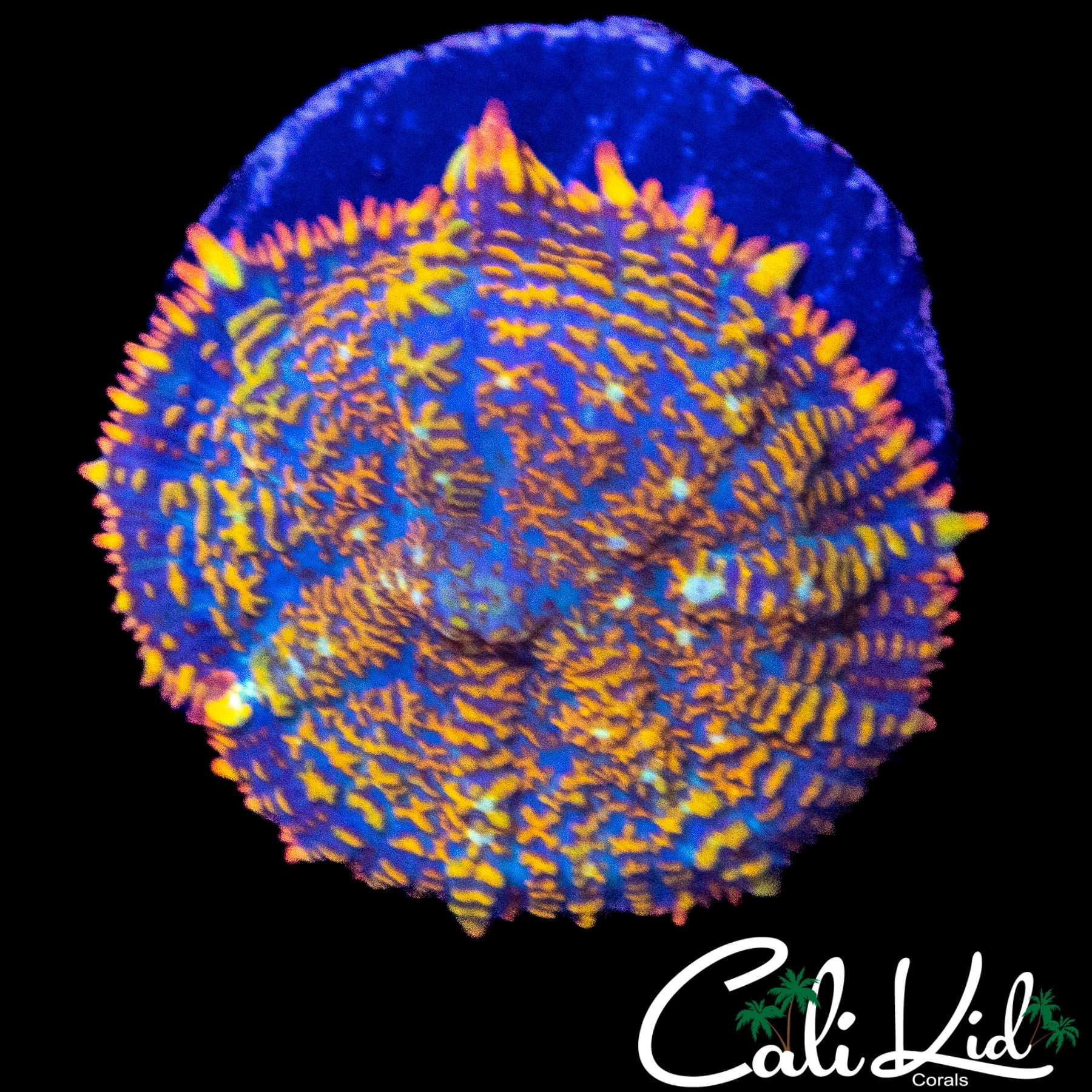 RAINBOW RHODACTIS