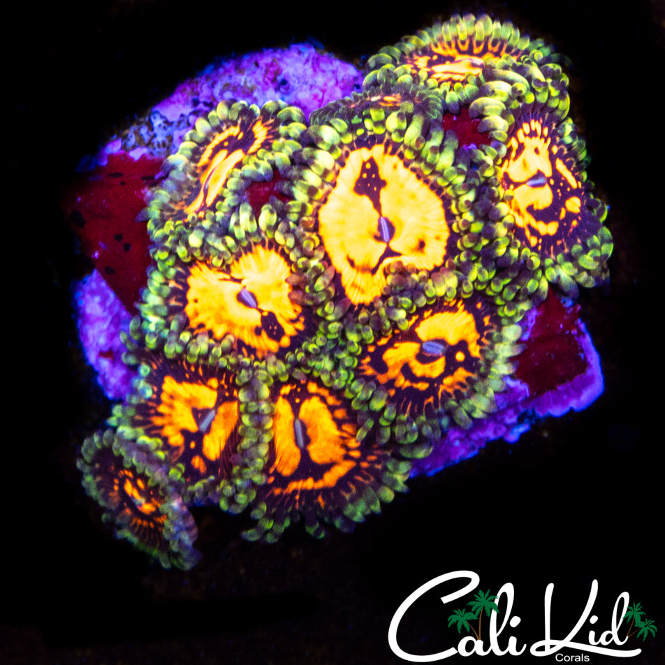 Reverse Hallucination Zoa