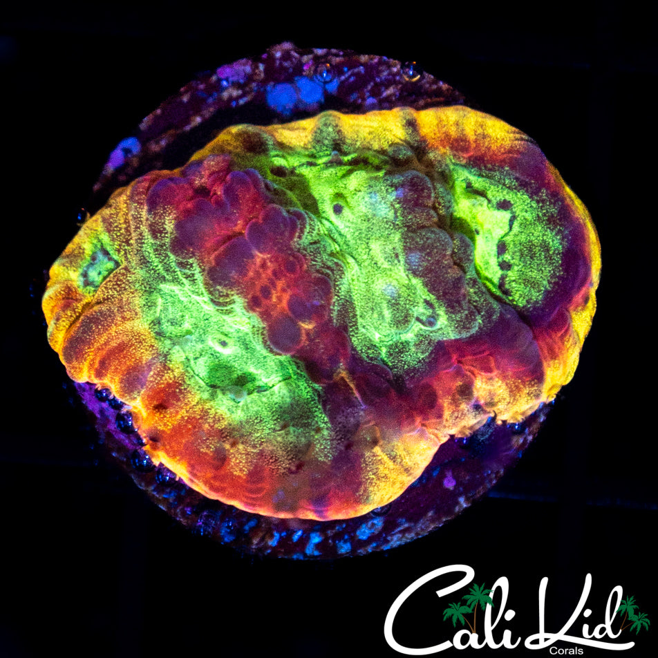 JF PSYCHO RAINBOW RIM FAVIA