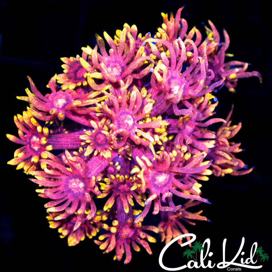 GOLD FLAKE GONI