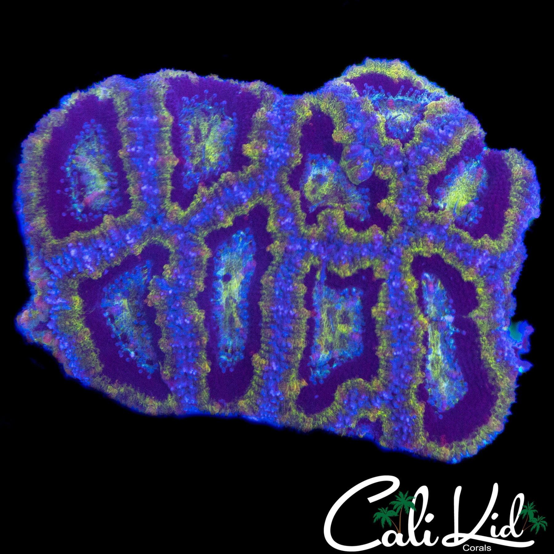 SUPER ACAN COLONY