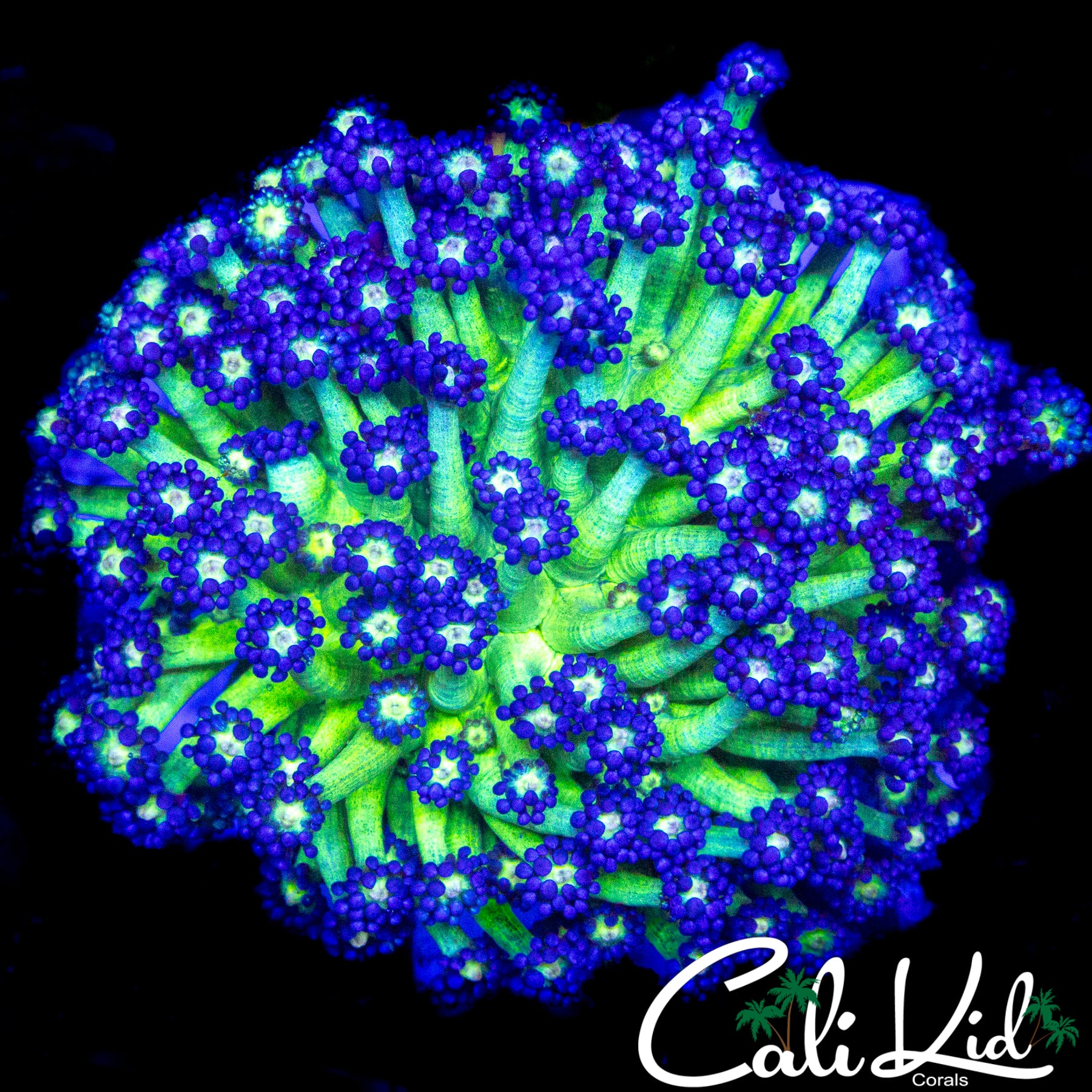GLITTER TYPE GONI COLONY