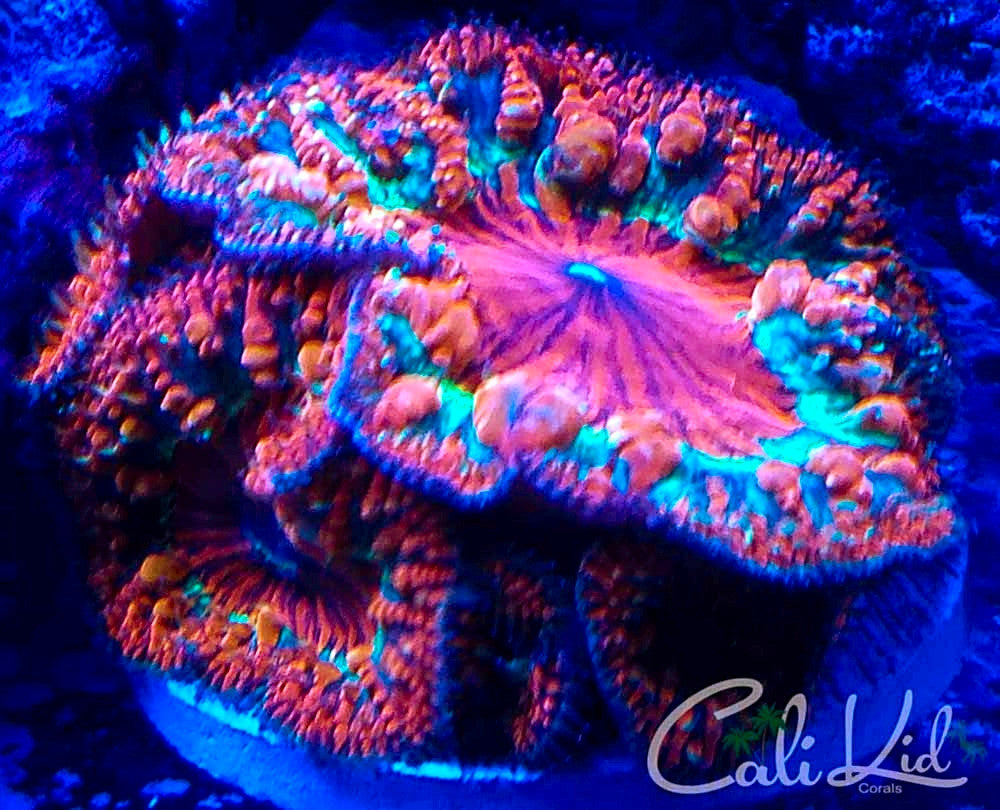 Cali Kid XL Golden Dragon Blastomussa