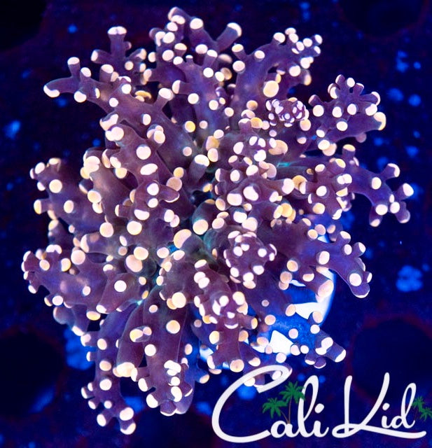 Pink Branching Frogspawn w/ Yellow Mouth – Cali Kid Corals