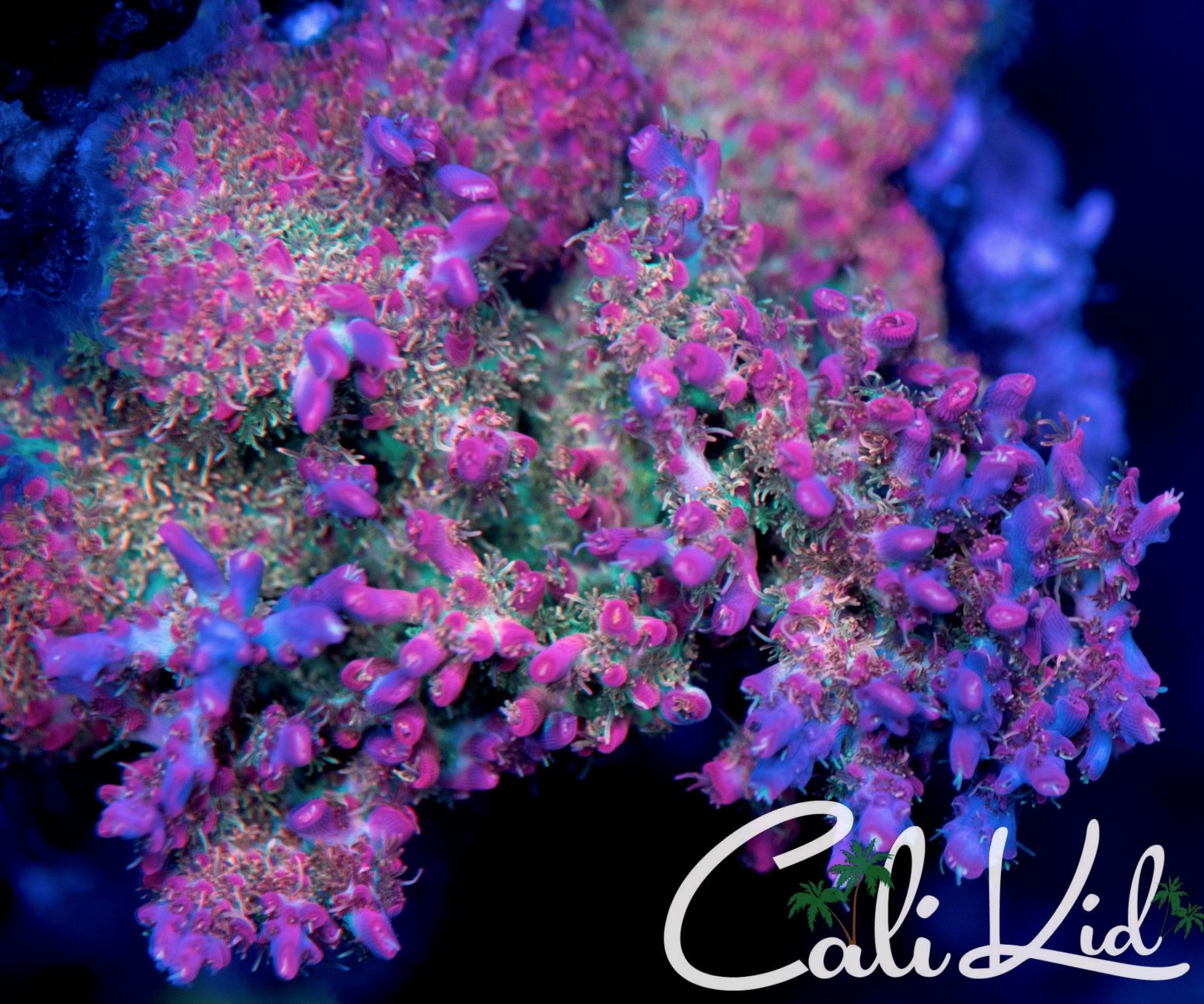 Vivid Confetti Acro